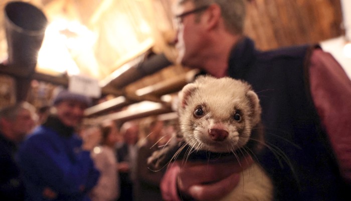 Ferret Racing Championship | South China Morning Post