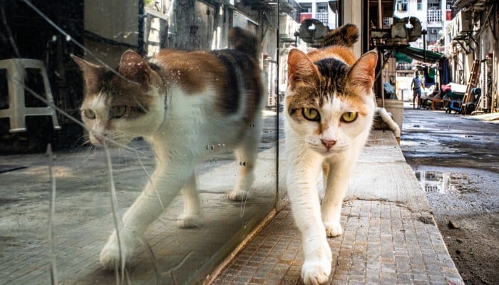 Cat in the city: exploring the quirky world of cats | South China ...