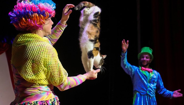 Russian cat theatre brings joy to young cancer patients | South China ...