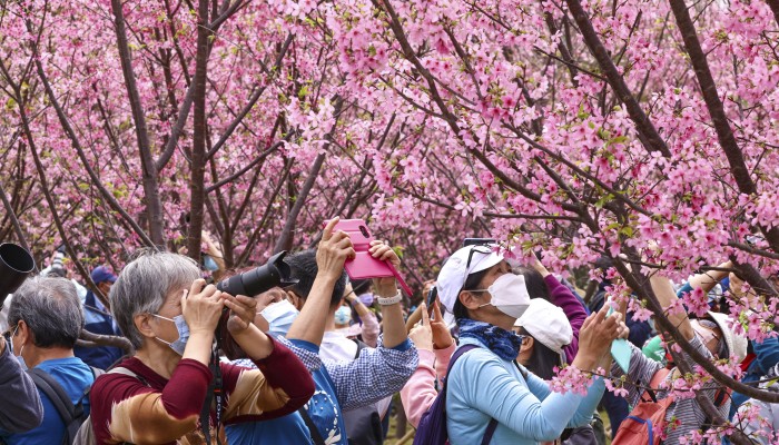 Early signs of spring: Cherry blossom and tulips bloom in Hong Kong ...