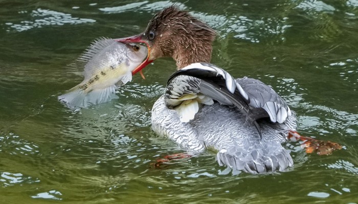Rare sight in the city as endangered duck visits Hong Kong | South ...