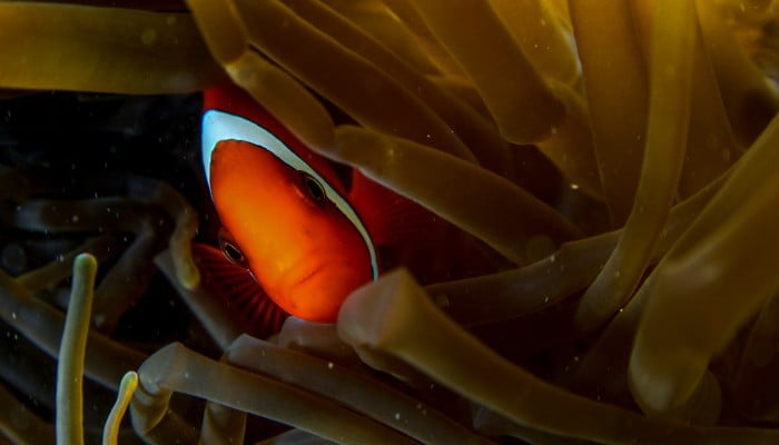 Under the sea: thriving marine ranch near Wuzhizhou Island in Sanya ...