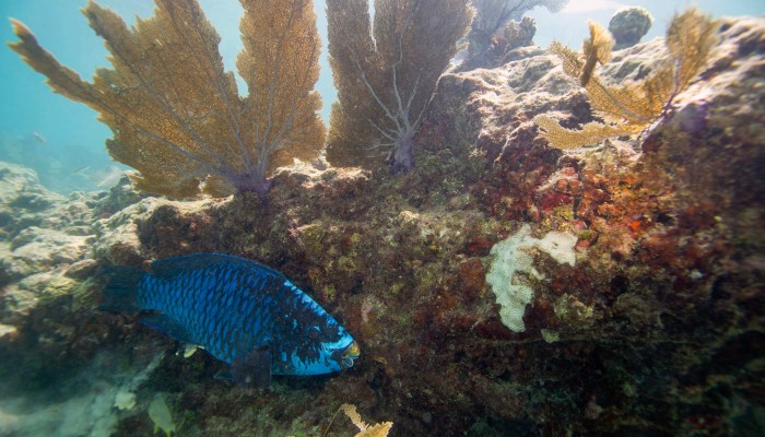 Hot ocean temperatures devastate Florida’s coral reefs | South China ... Hot ocean temperatures devastate Florida’s coral reefs | South China ...