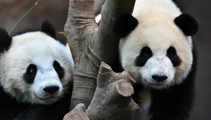 In pictures: a look back at Hong Kong’s giant pandas | South China ...