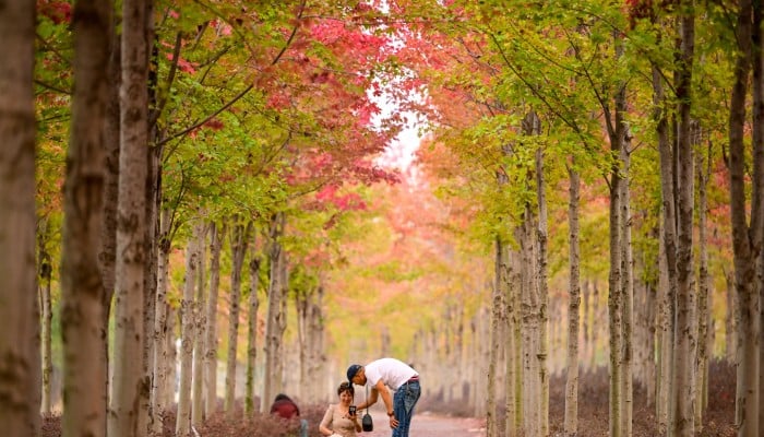 Autumn arrives in China as fall foliage starts to peak | South China ...