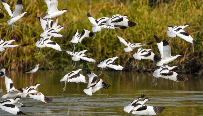 Hong Kong’s Long Valley Nature Park opens to public | South China ...