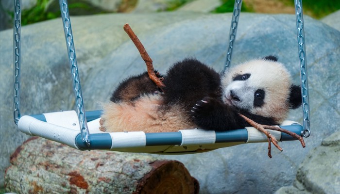 Crowds flock to Hong Kong’s Ocean Park to see twin panda cubs | South ...