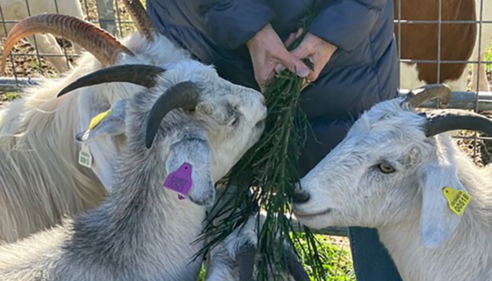cashmere goat scotland