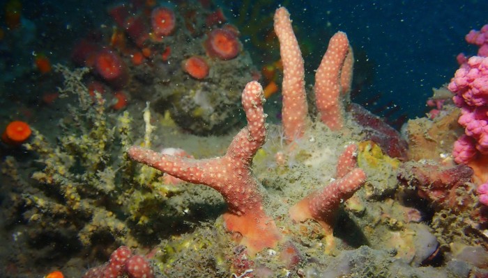 red tree sponge care