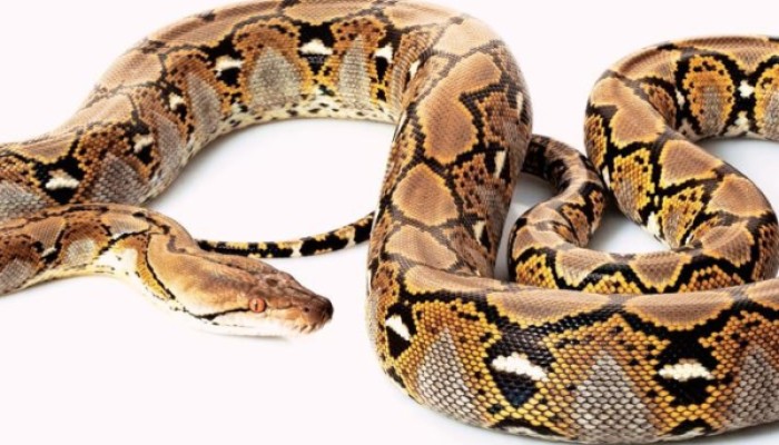 fluffy reticulated python