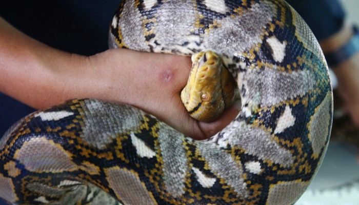 woman being strangled by python