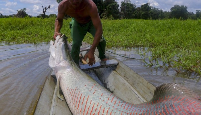 The pirarucu – the giant prized fish of the Amazon | South China ...