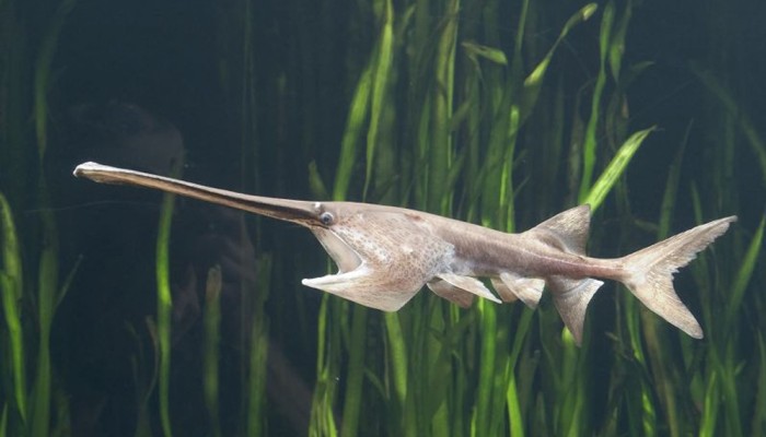 giant paddlefish