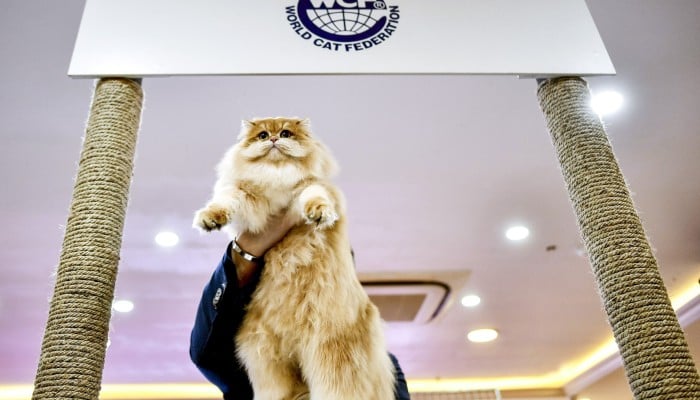 Vietnam’s first national cat show in Hanoi | South China Morning Post