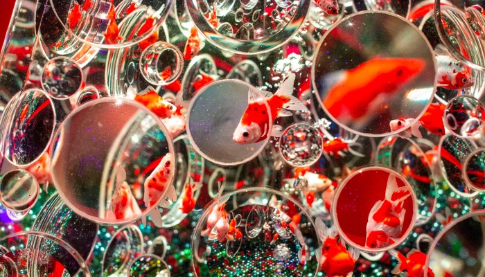 Goldfish as art? Art Aquarium Museum 2020 exhibition in Tokyo features ...