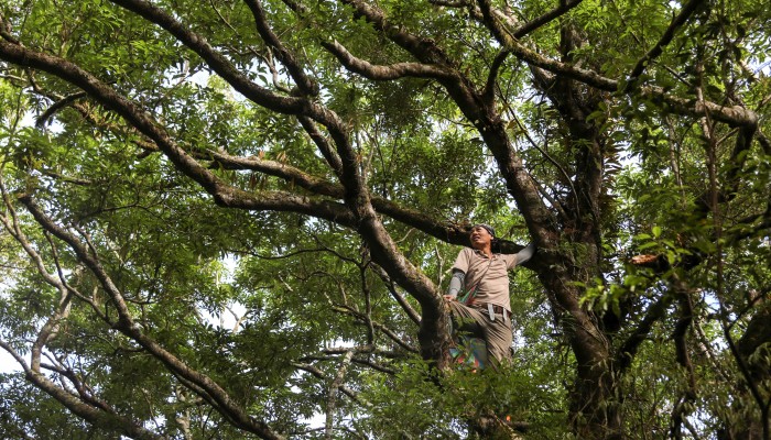 Taiwan plant hunters race to collect rare species before they are gone ...