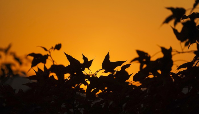 Hong Kong’s beautiful, fiery sweet gum trees | South China Morning Post