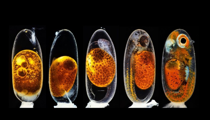 The best science photos of 2020: Amazing images from the scientific and ...