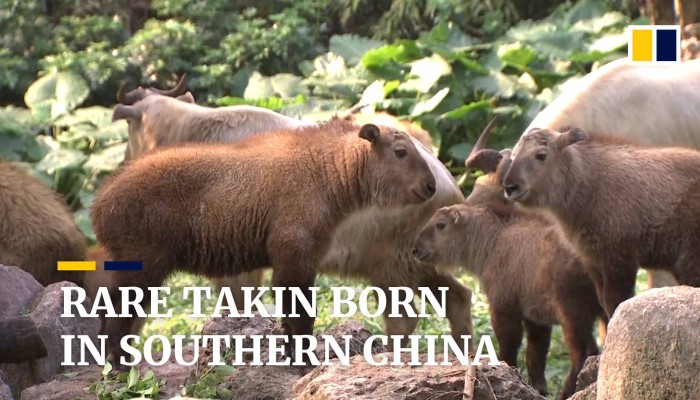 Rare takin calves born at southern China animal park | South China ...