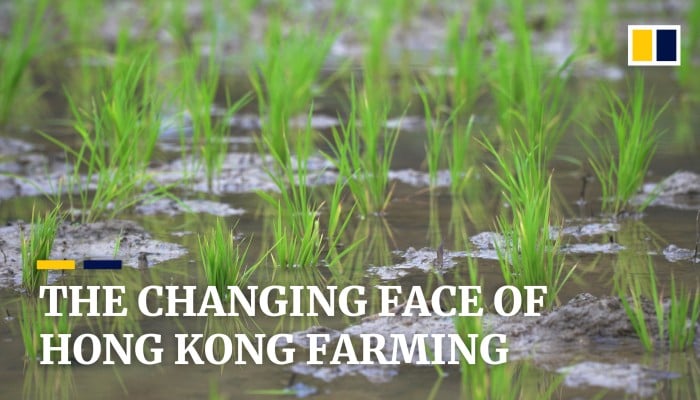 The changing face of Hong Kong farming | South China Morning Post