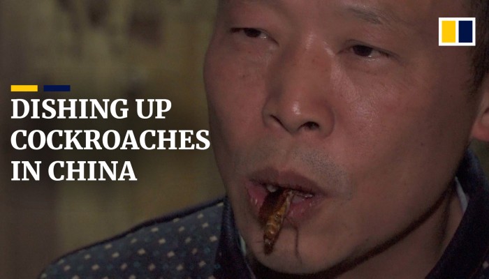 Cockroaches a cash cow for Chinese farmer who breeds them for food and ...
