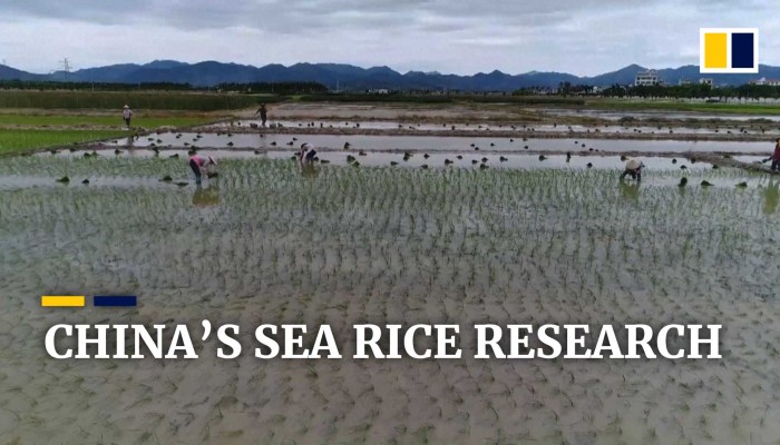 Sea rice research moves ahead as China works to boost food security ...