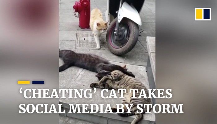 ‘Cheating’ cat takes Chinese social media by storm | South China ...