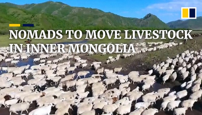 How China’s nomadic herdsmen move their livestock in summer | South ...