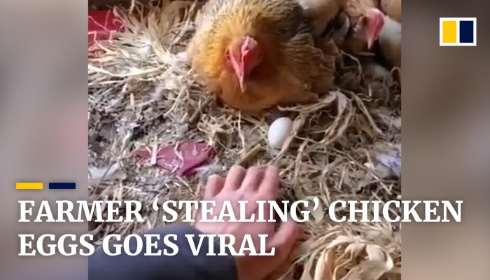 Chinese farmer’s ingenious ways of ‘stealing’ chicken eggs go viral ...