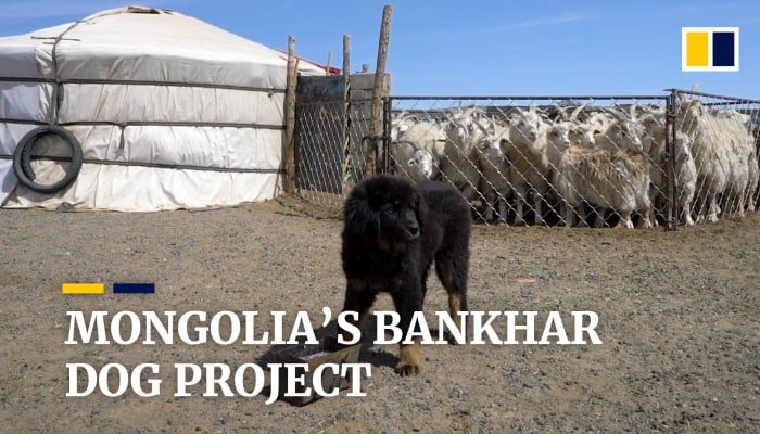 Mongolia revives tradition of using Bankhar dogs in attempt to save ...