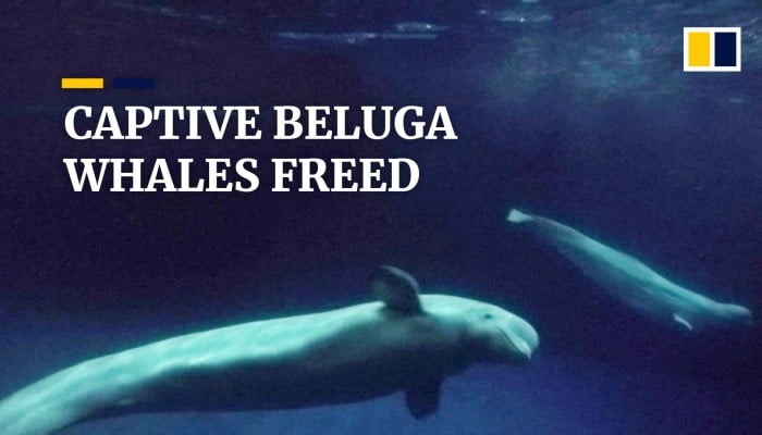Captive beluga whales from China make epic journey to Iceland sanctuary ...