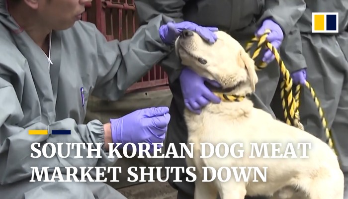Major dog meat market closes down in South Korea, over 80 dogs rescued ...