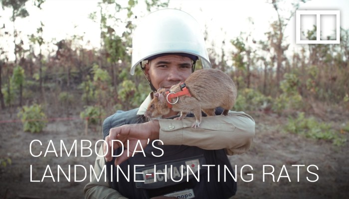 Cambodia’s landmine-hunting rats | South China Morning Post