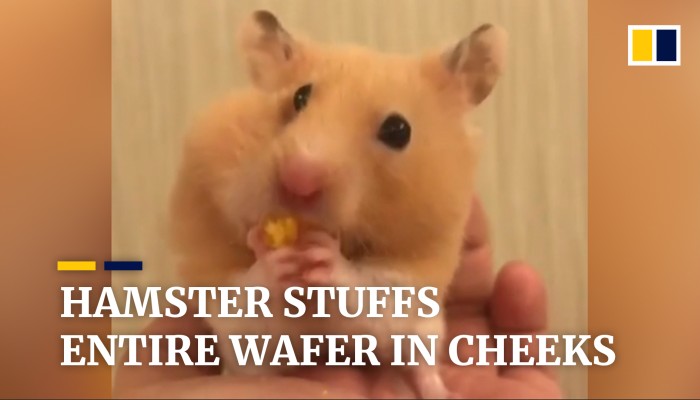hamster stuffs cheeks