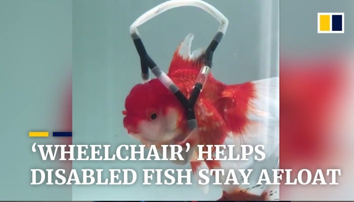 Owner builds ‘wheelchair’ to help disabled fish stay afloat | South ...