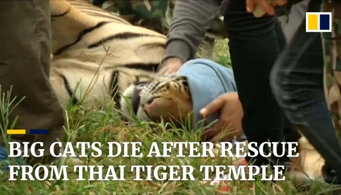 Dozens of tigers have died since rescue from Thailand’s notorious Tiger ...