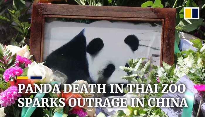 Sudden death of panda in Thai zoo sparks outrage in China | South China ...