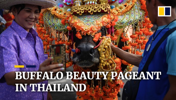 Southern Thailand holds annual buffalo beauty pageant | South China ...