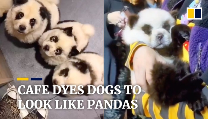 Cafe in China dyes dogs to look like pandas, sparking heated debate ...