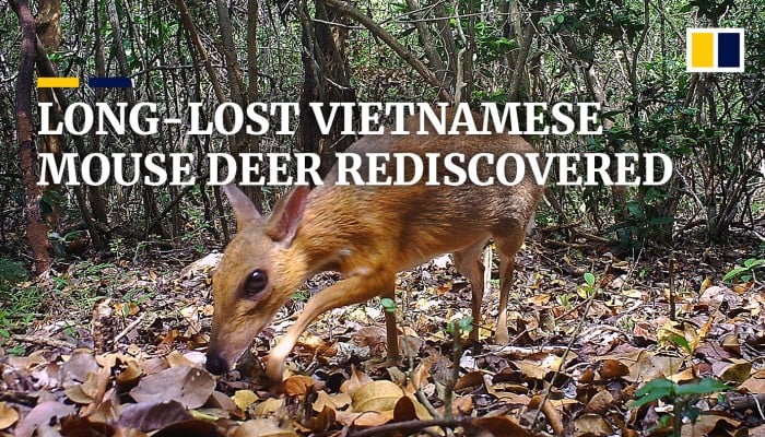 Mouse deer feared extinct rediscovered in Vietnam for first time in ...