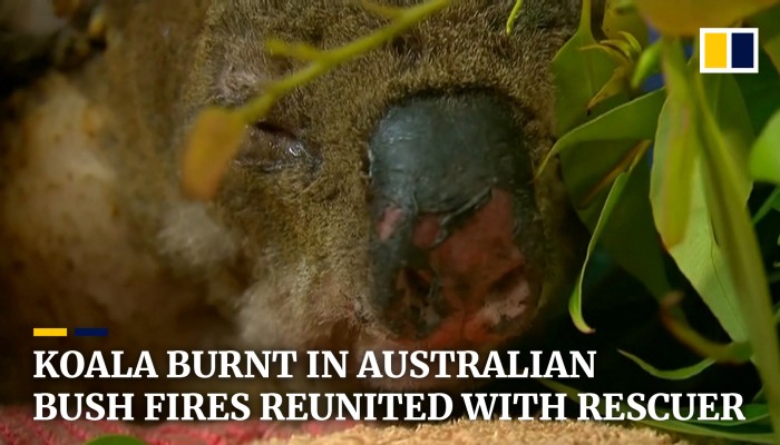 Koala badly burnt in Australian bush fires reunites with his heroic ...