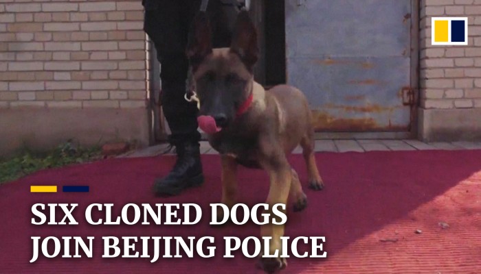 Cloned dogs join Beijing police force | South China Morning Post