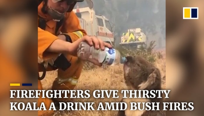 Firefighters give thirsty koala water as bush fires rage across ...