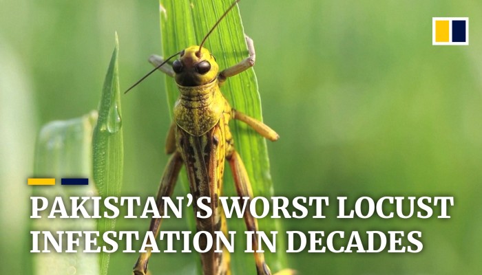 Locust invasion devastates crops as Pakistan suffers worst infestation ...
