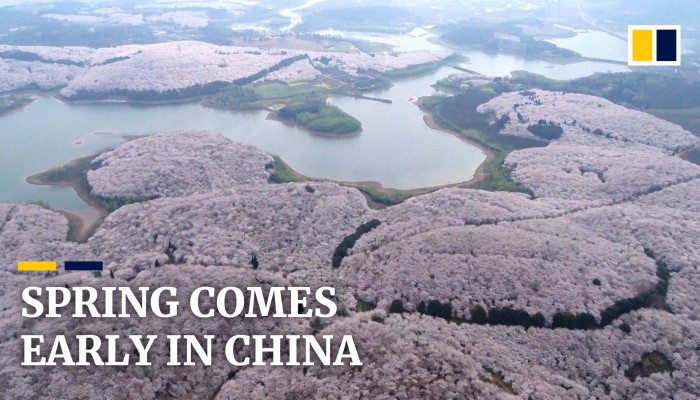 Spring arrives early in China with vibrant flowers | South China ...