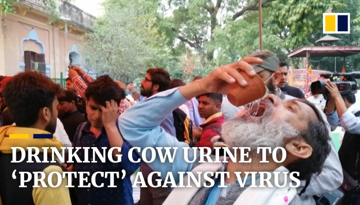 Hindu Activists In India Drink Cow Urine To ‘protect Themselves From