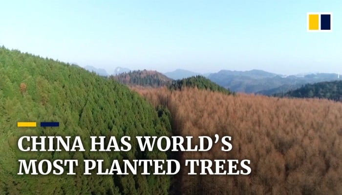 As China continues planting trees, 23% of the country is now covered in ...