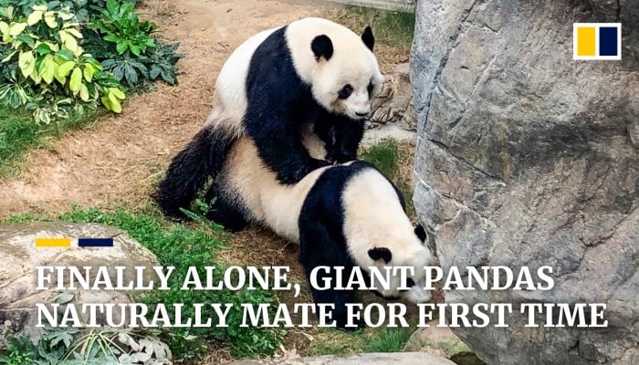 pandas mating