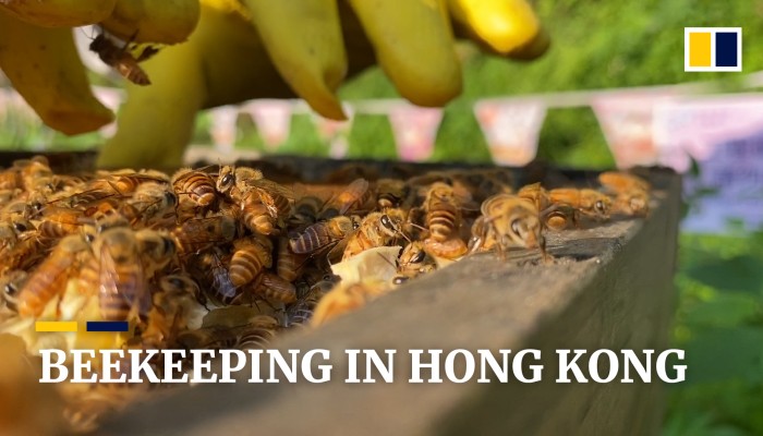 Third-generation Hong Kong beekeeper demonstrates how honey is ...