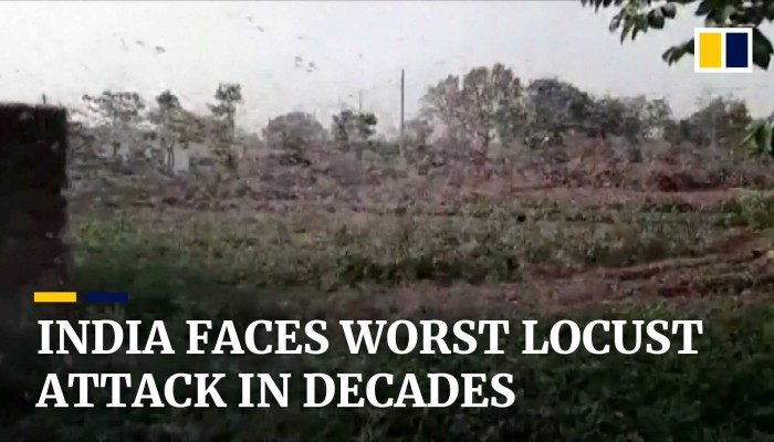 Worst locust attack in decades devastates Indian crops amid coronavirus ...